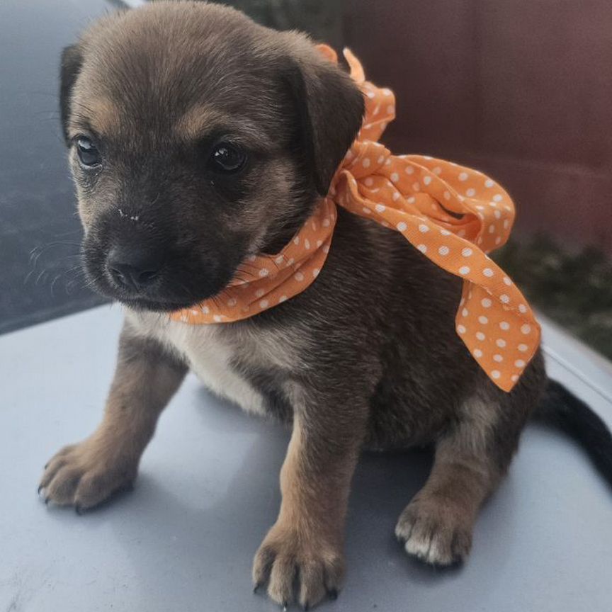 Ищем мам и пап