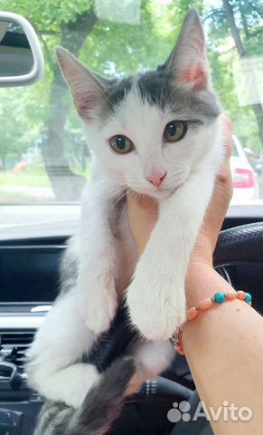 Котенок Мотя Матильда непопулярный окрас