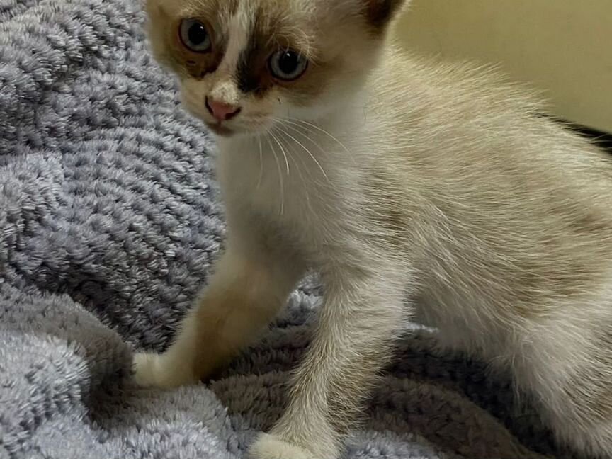 Две близняшочки, игривые кошечки