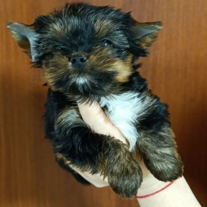 Йоркширский терьер, щенок