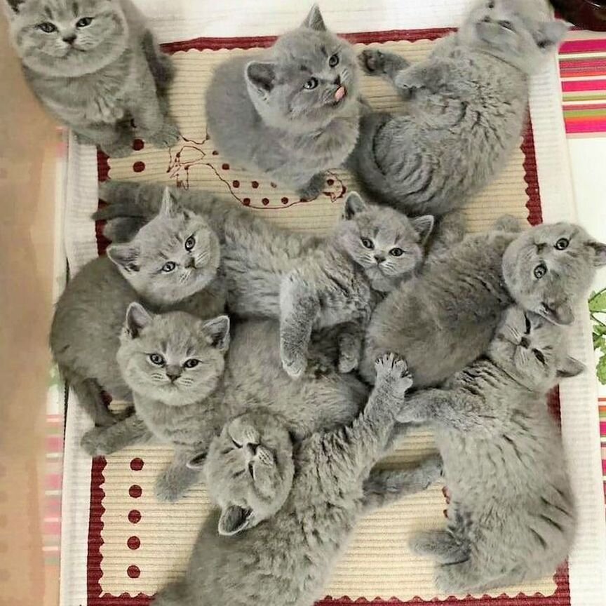 Шикарные Плюшевые Мишки)