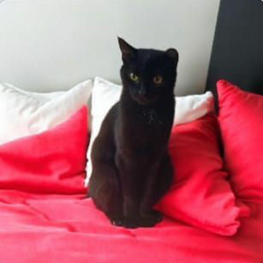 Шикарная кошка как пантера