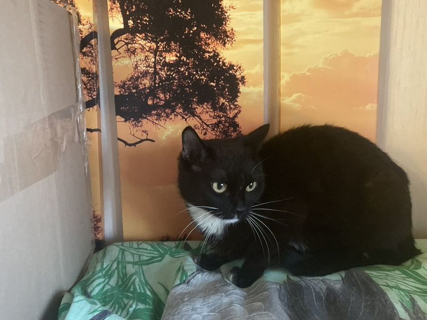 Котик Корнет в добрые руки