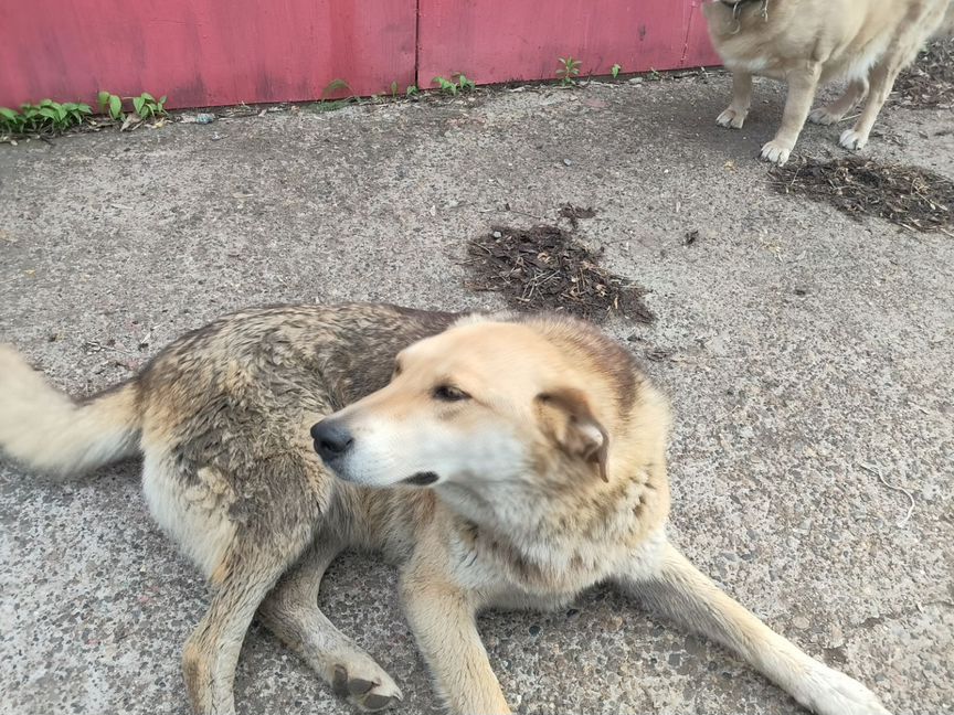 В добрые руки