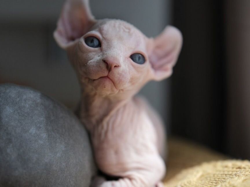Котята сфинкс эльф