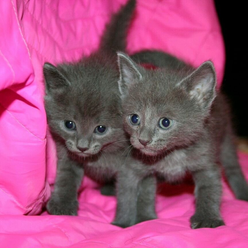 Котята метисы русской голубой в добрые руки