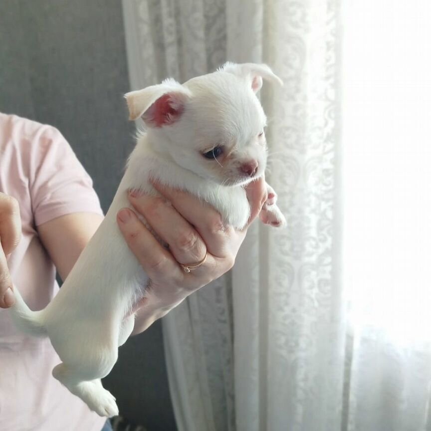 Щенки чихуахуа