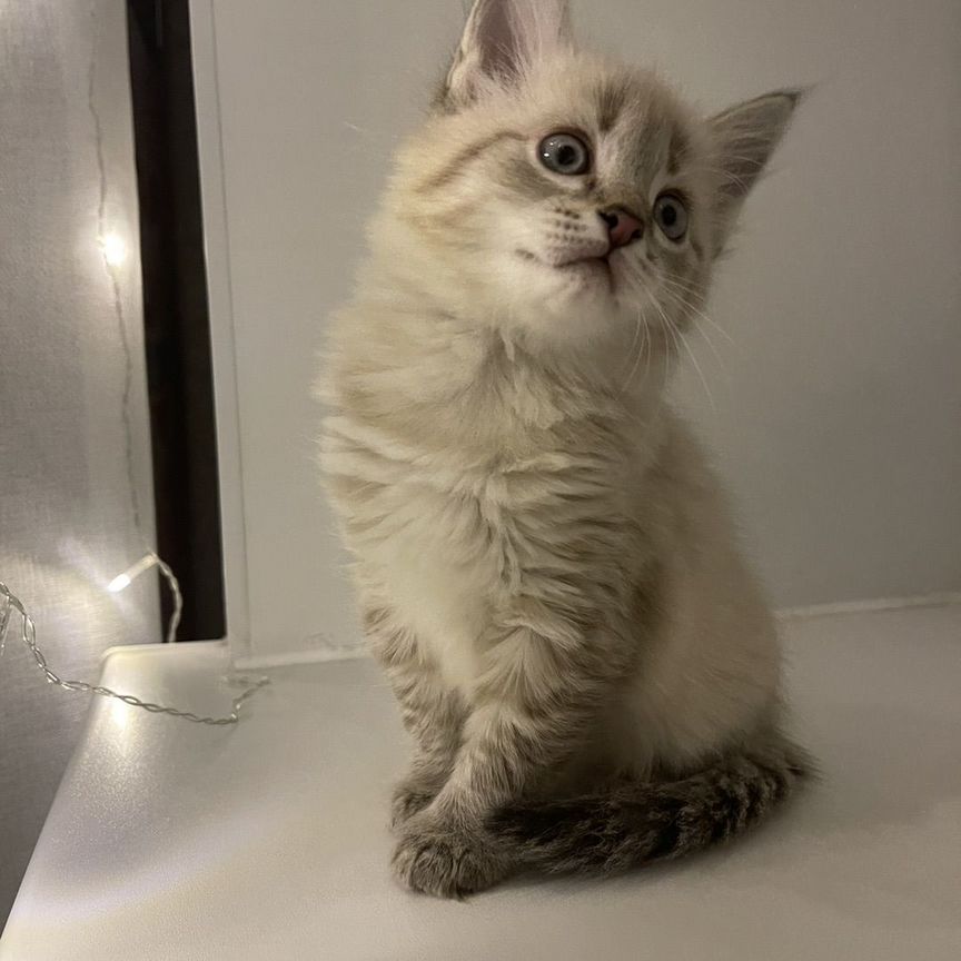 Невская маскарадная