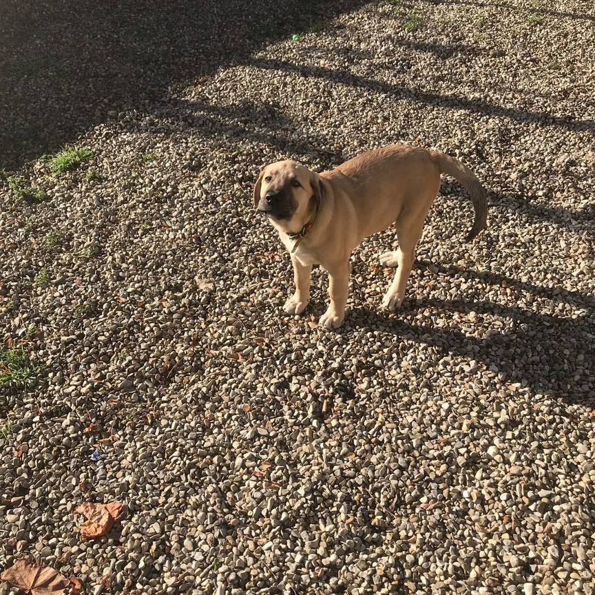 Пёсик 4 мес порода бурбуль-хаски