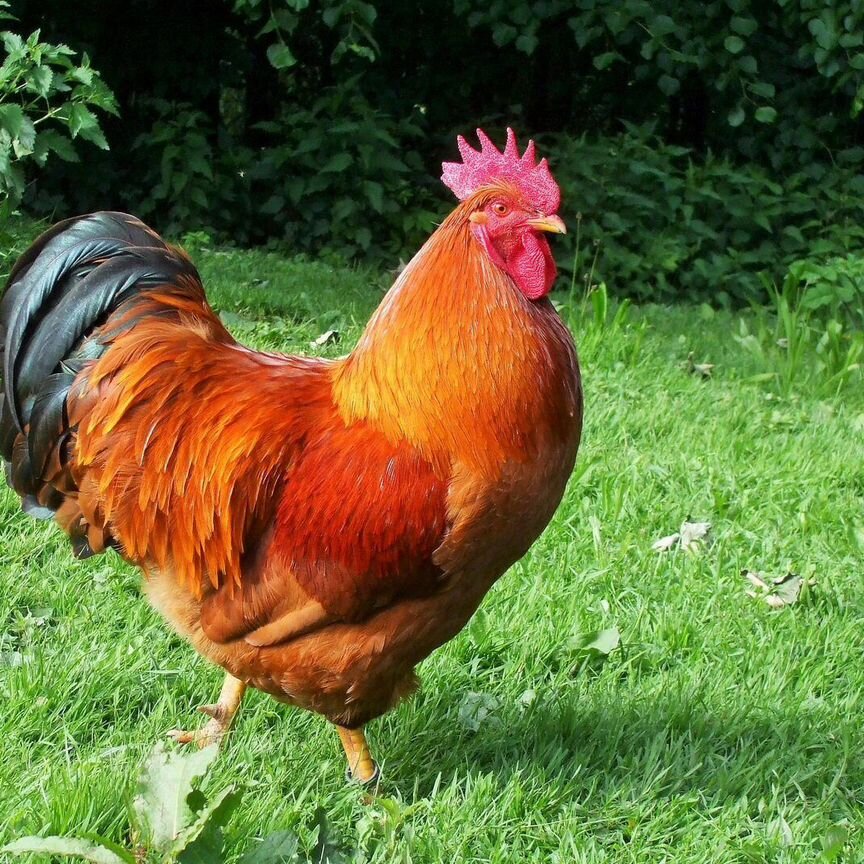 Молодые петухи