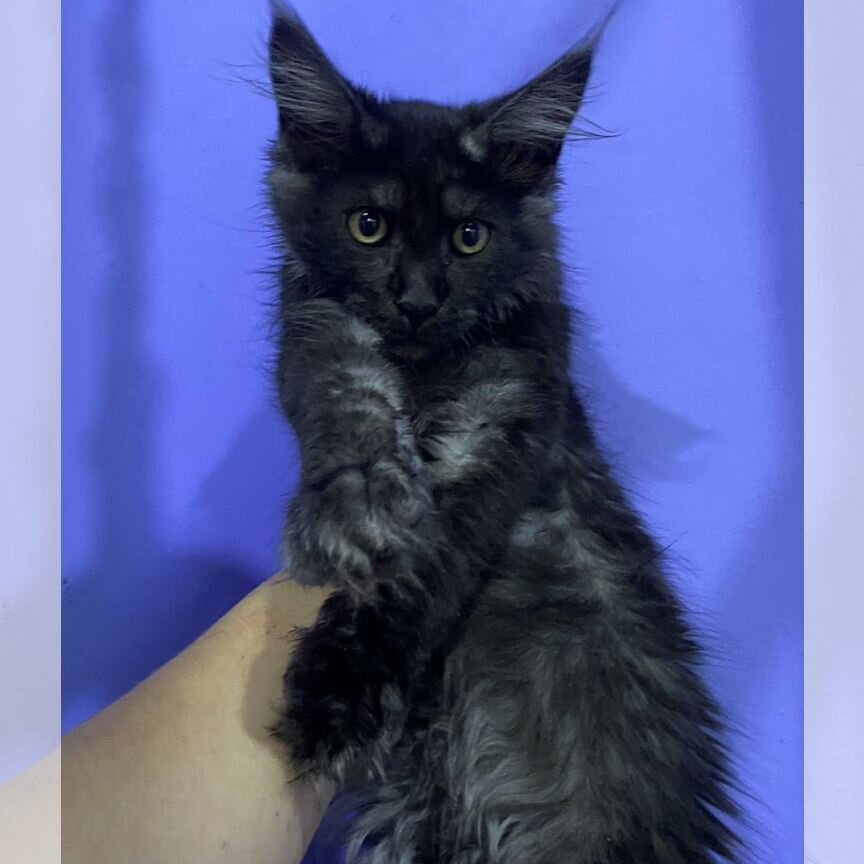 Мейн-кун черный дым