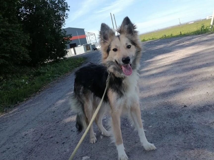 Собака в добрые руки