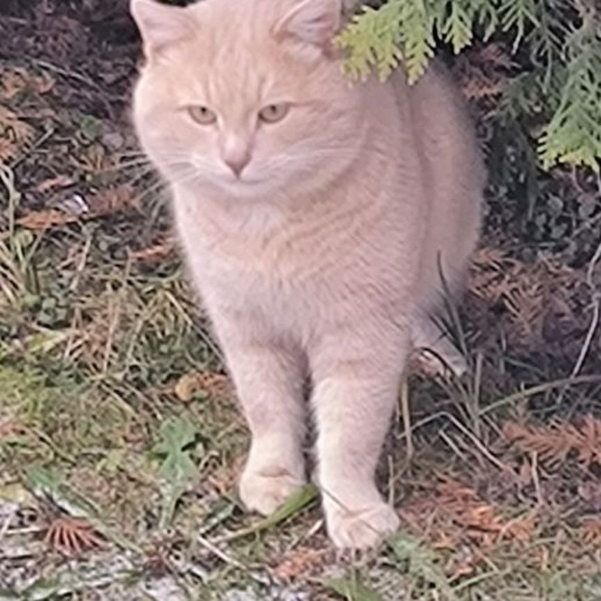 Британская короткошёрстная кошка, взрослая