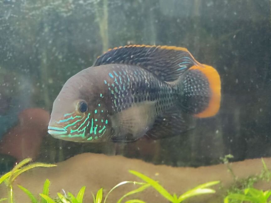 Акара бирюзовая, самка