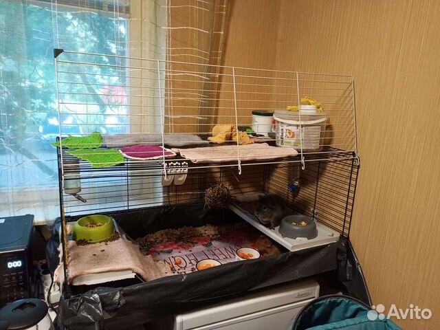 Две морские свинки с двумя клетками