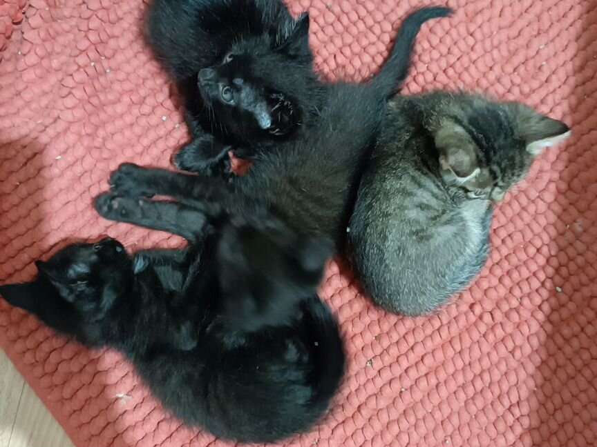 Котята в добрые руки