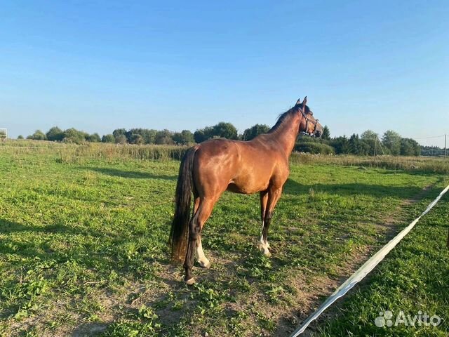 Перспективный тракен