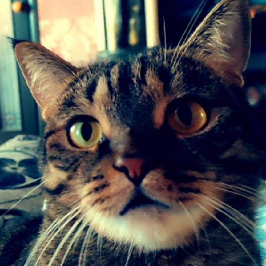 Кот