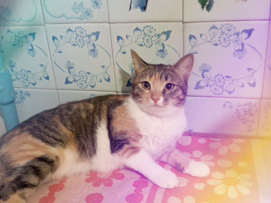 Разговорчивая кошка, ответственным людям