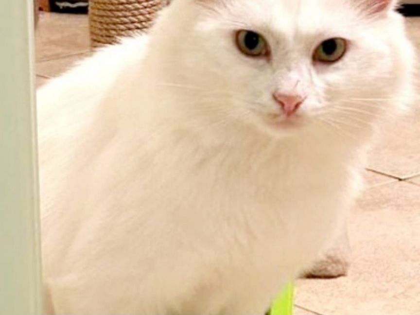 Котик