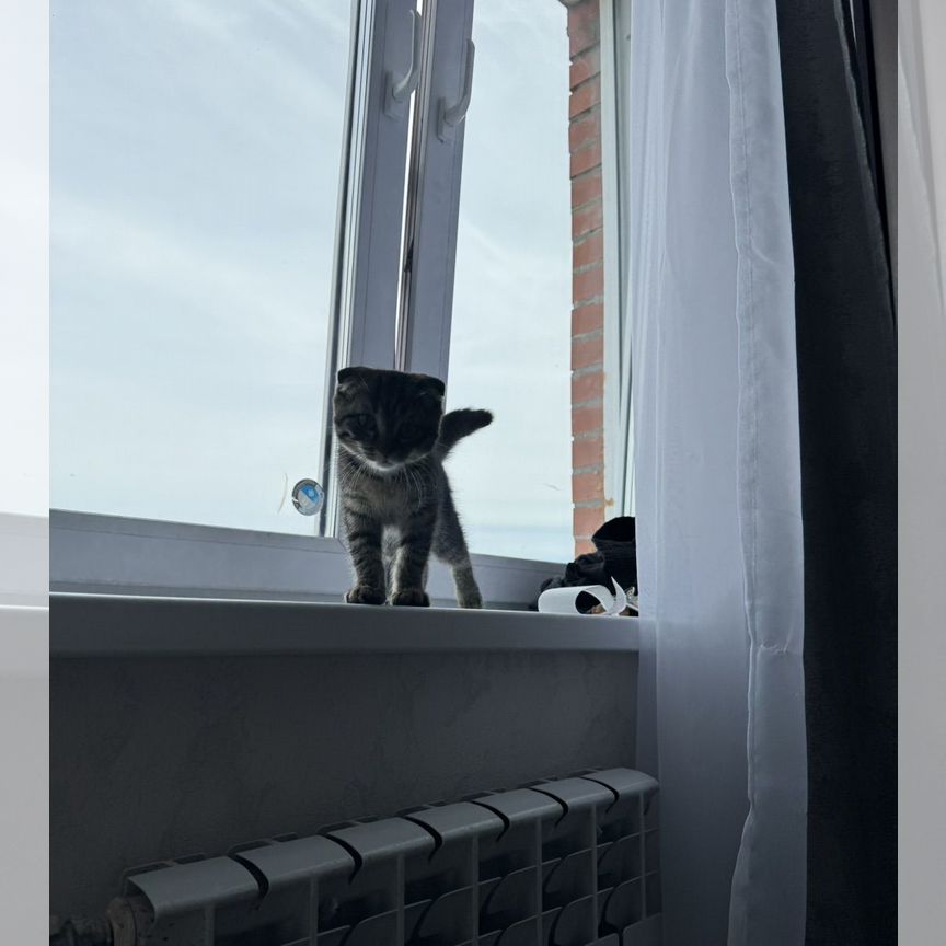 Кошка в добрые руки