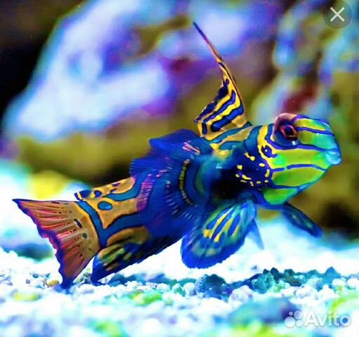 Рыбка мандаринка