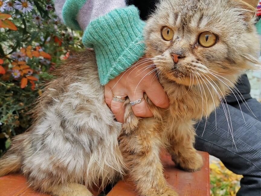 Котик хочет стать домашним