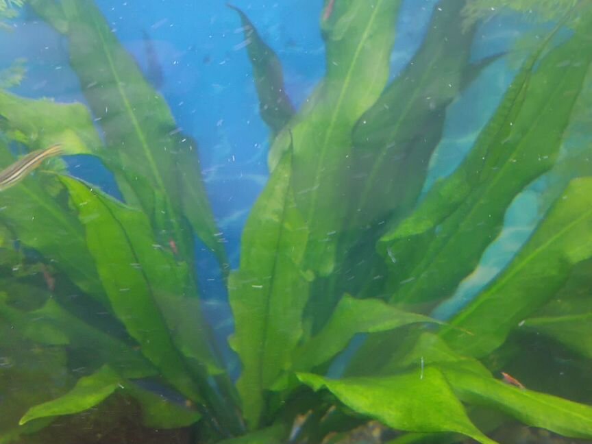 Аквариумные растения