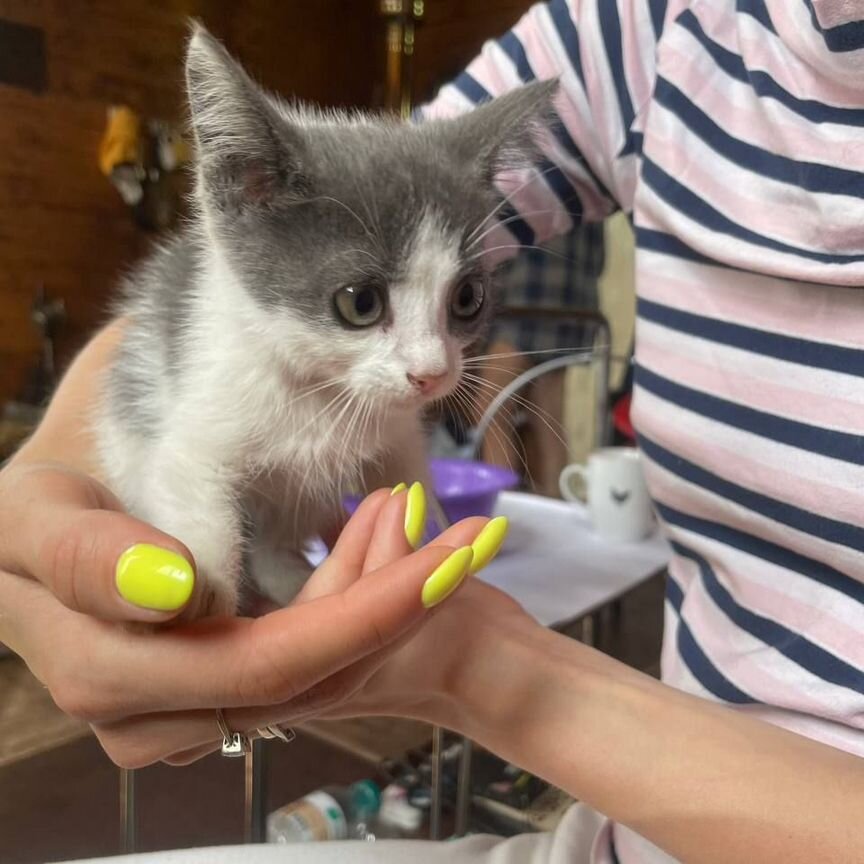 Котята