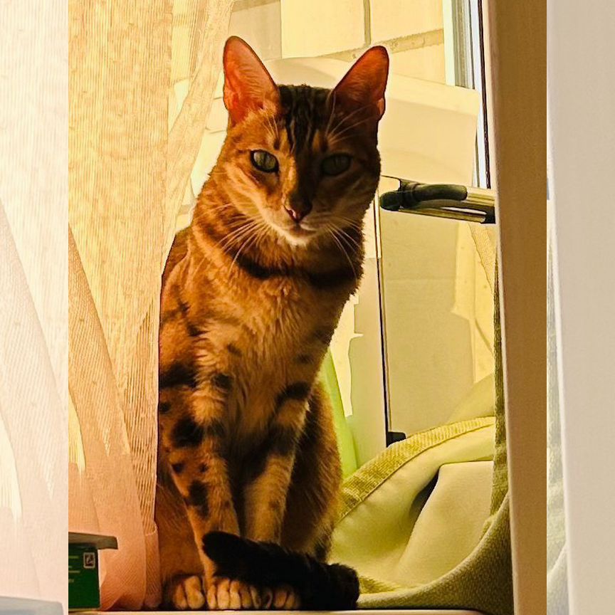 Кошки в добрые руки