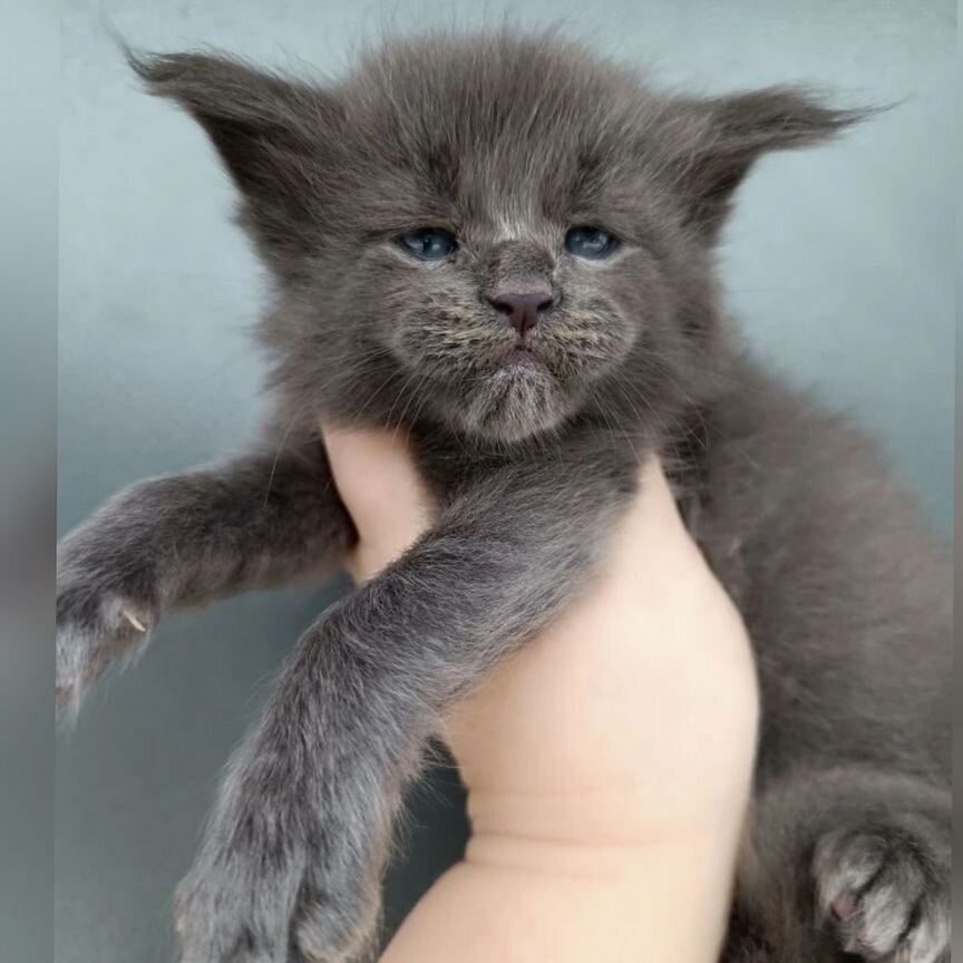 Мейн-кун котёнок