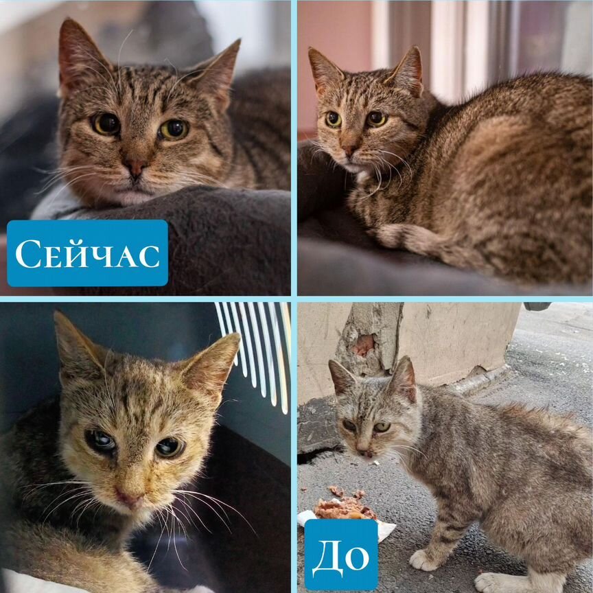 Кошечка бездомная