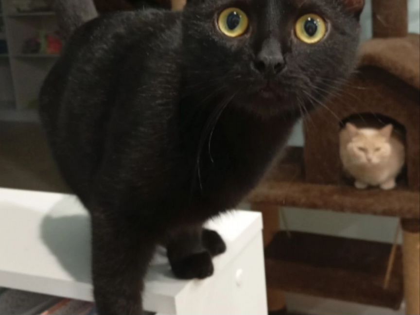 Кошка Ники в добрые руки