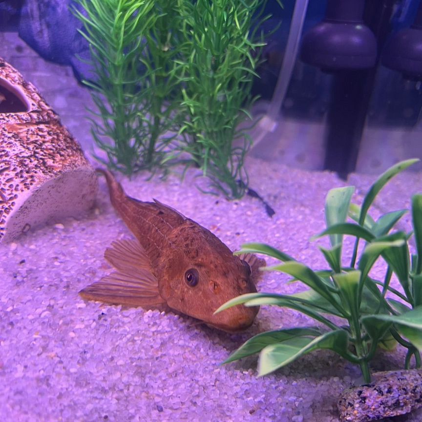 Аквариумные сомы