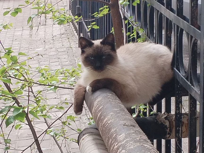 Сиамский кот