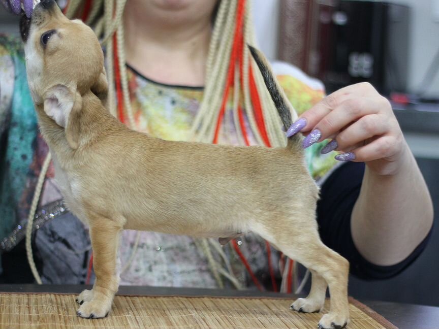 Чихуахуа мальчик