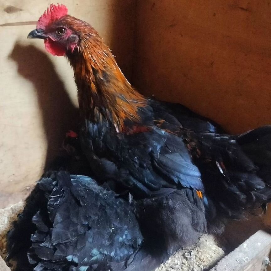 Петух Маран черно медный