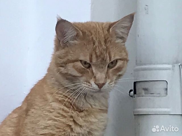 Кот