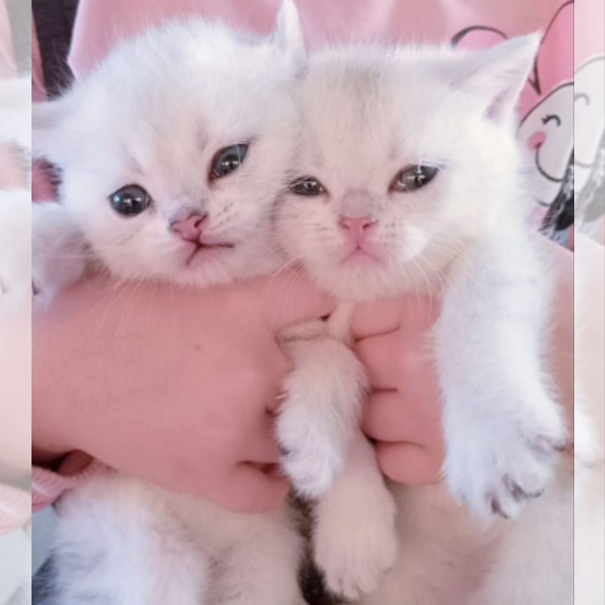 Шатланские котята