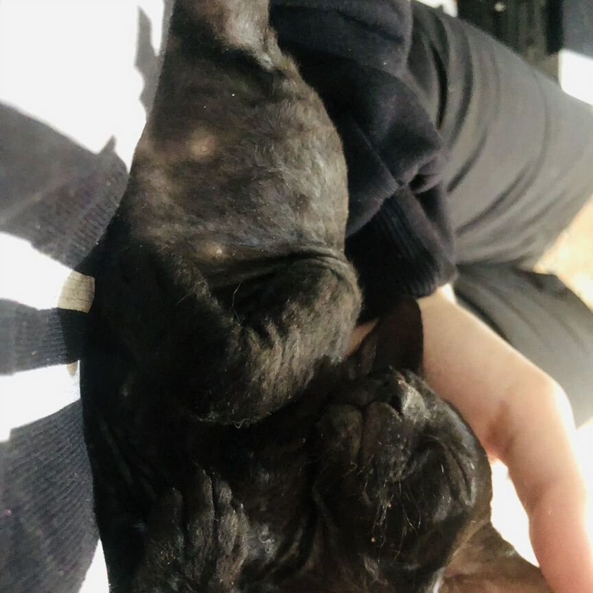 Котенок донский сфинкс брашь