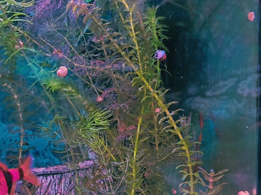 Улитки мелания и ампулярия