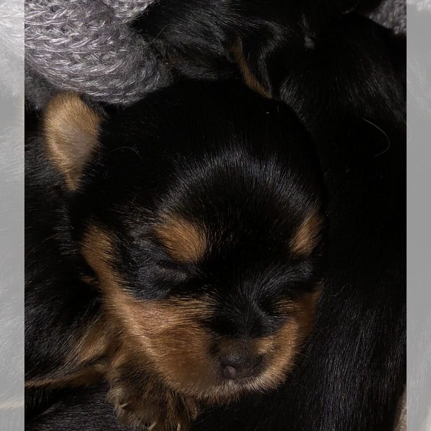 Йоркширский терьер, щенок