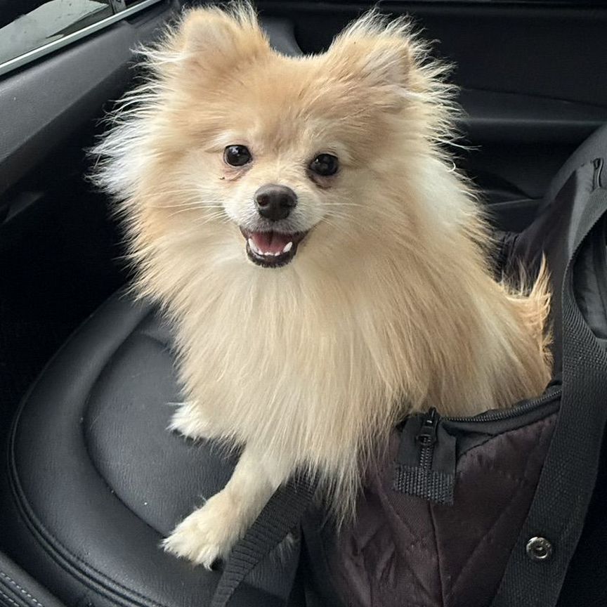 Померанский шпиц, щенок