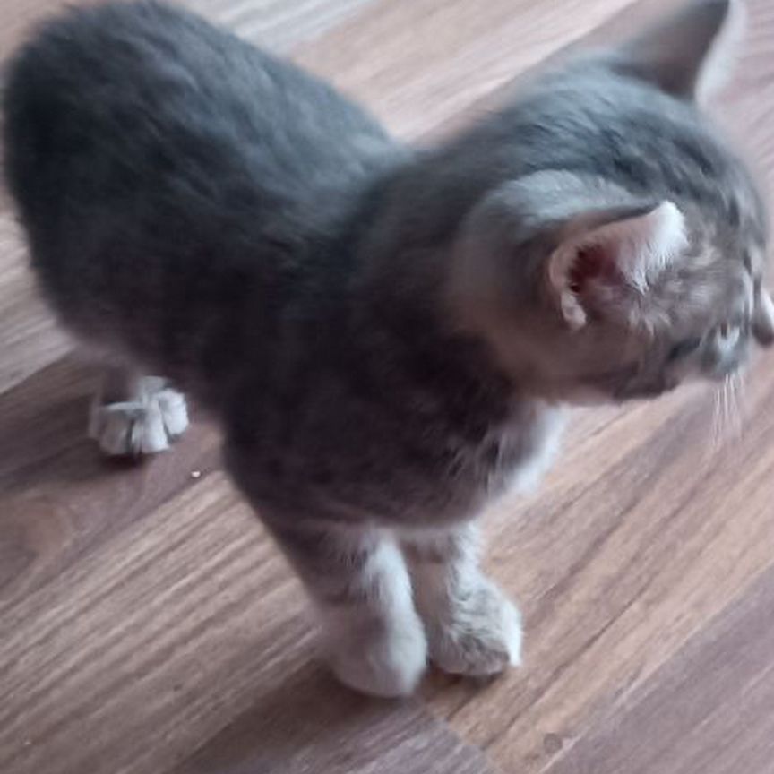 Котёнок в добрые руки