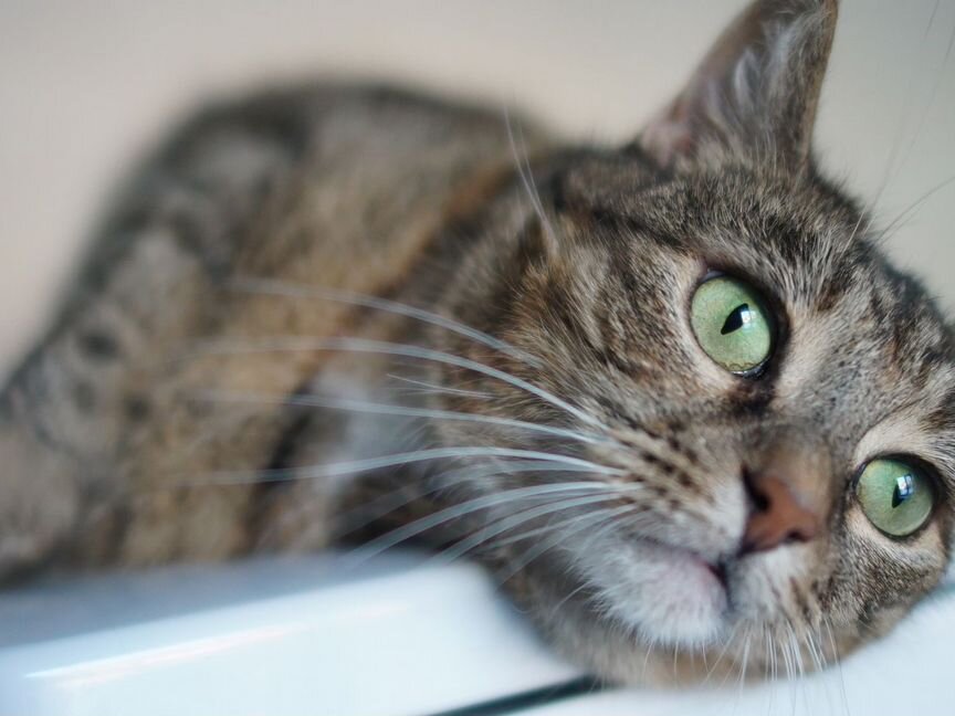 Кошка
