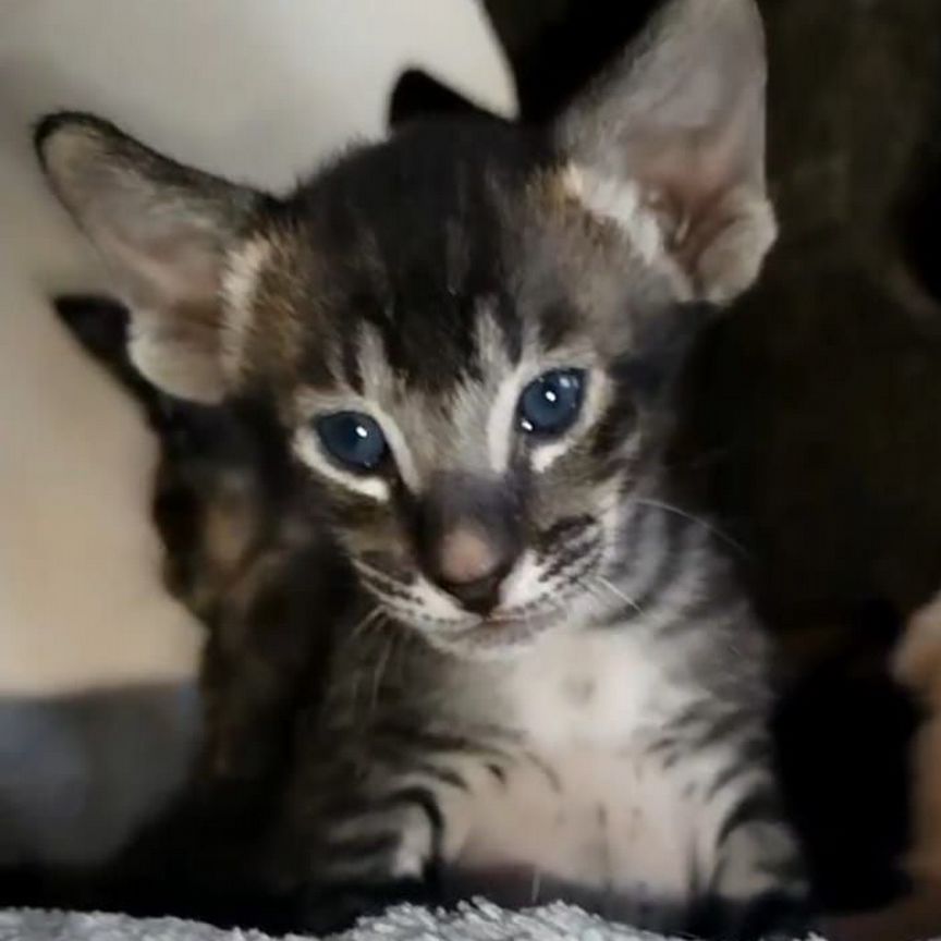 Ориентальный котёнок