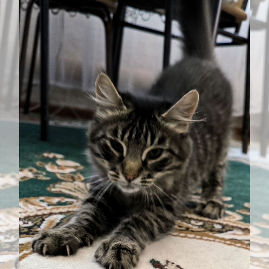 Котёнок ищет дом