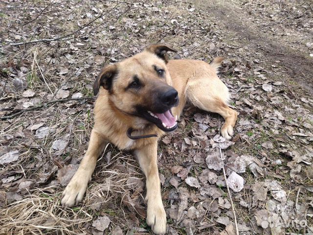 Собака в дар