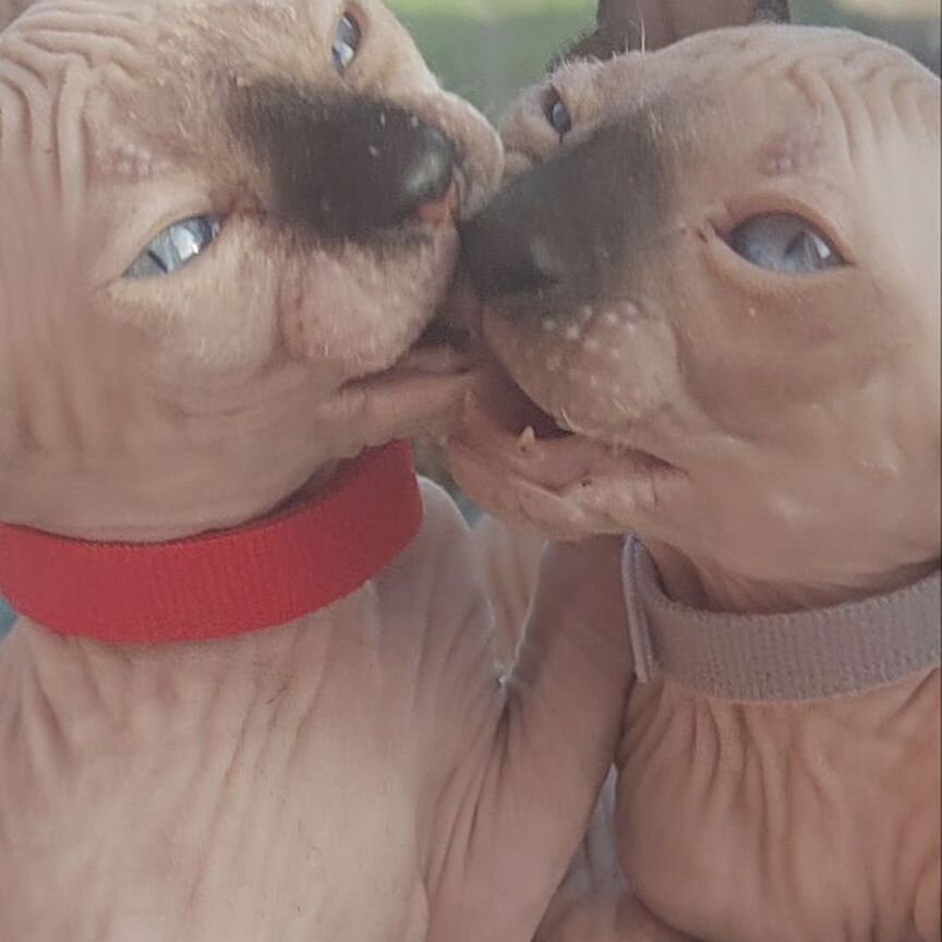 Канадский сфинкс с голубыми глазами