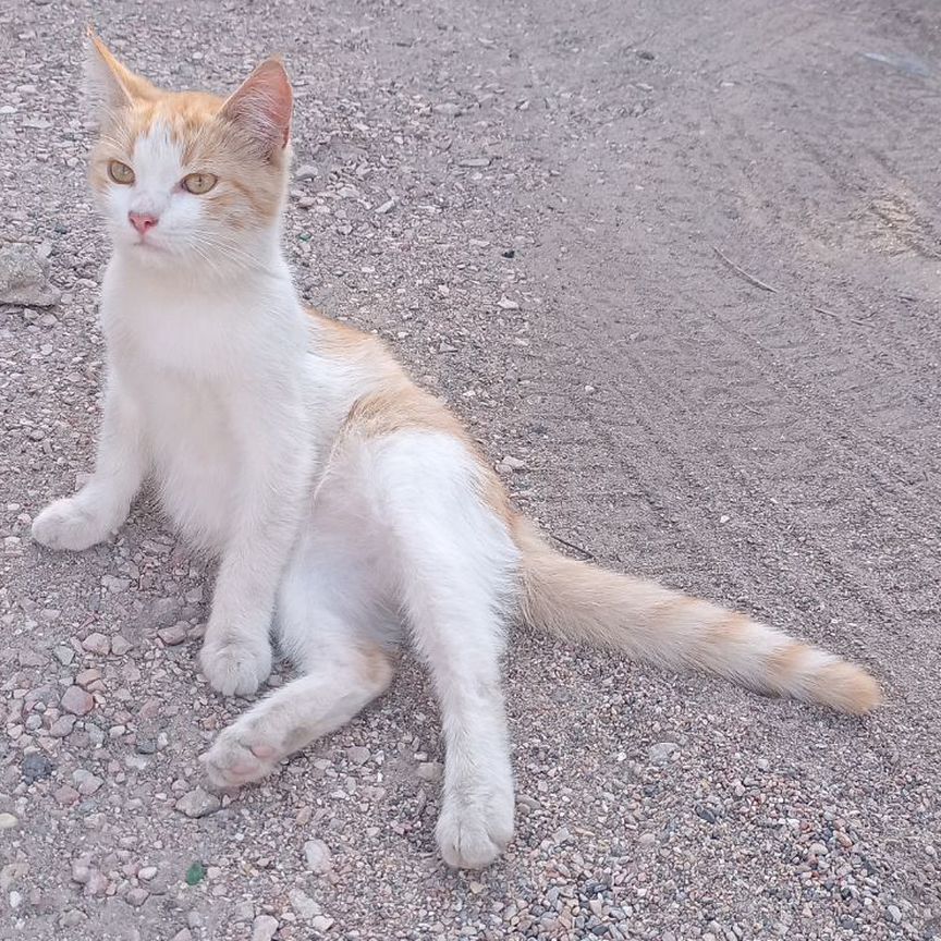 Котёнок ищет дом